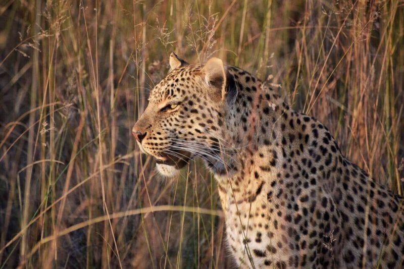 Wildlife In Botswana: The 4 Best Places To Admire It