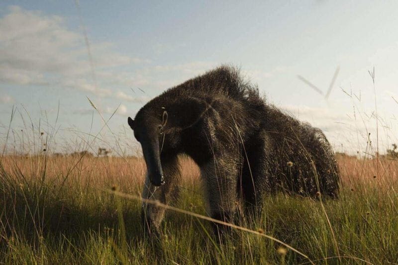 The Most Amazing Wildlife In Guyana And The Best Places To Admire It