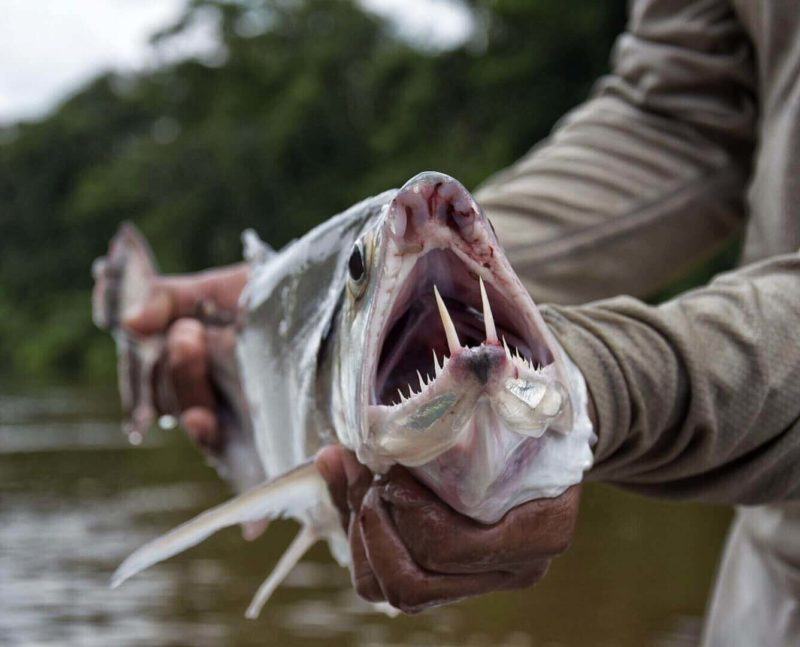 Ten Tips For Fishing In Guyana And Make The Most Of It