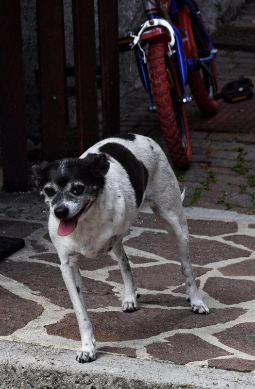 Everything You Need To Know To Visit Mezzano Di Primiero, Trentino