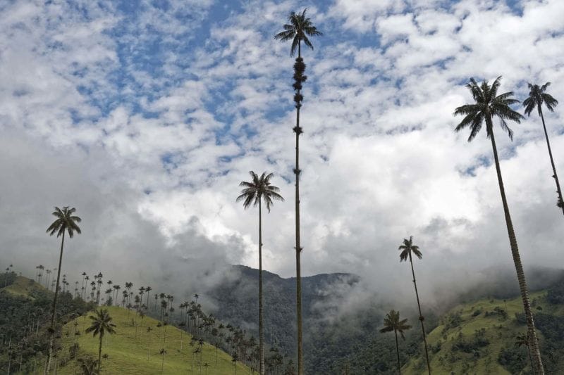 Valle De Cocora, Colombia: Everything You Need To Know To Hike It