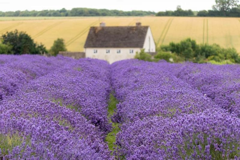 22 Gorgeous Lavender Fields Around The World