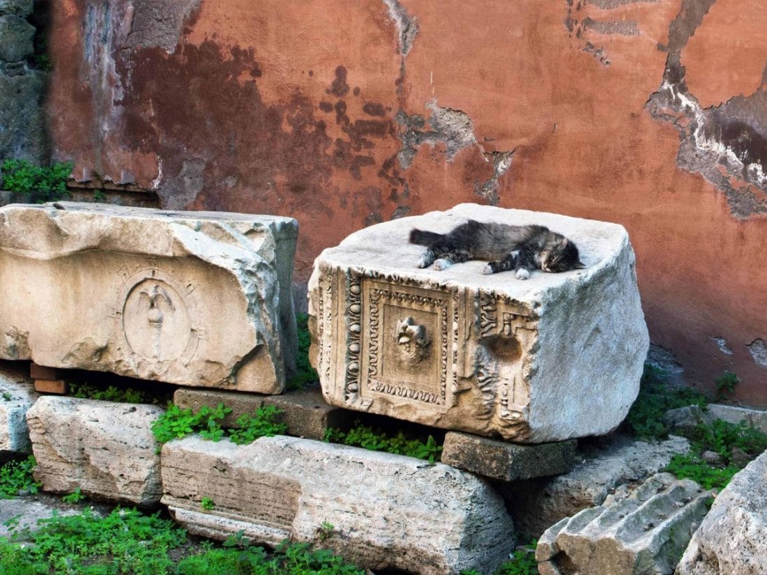 The Cats Of Rome: 1 Beautiful Place To See Them