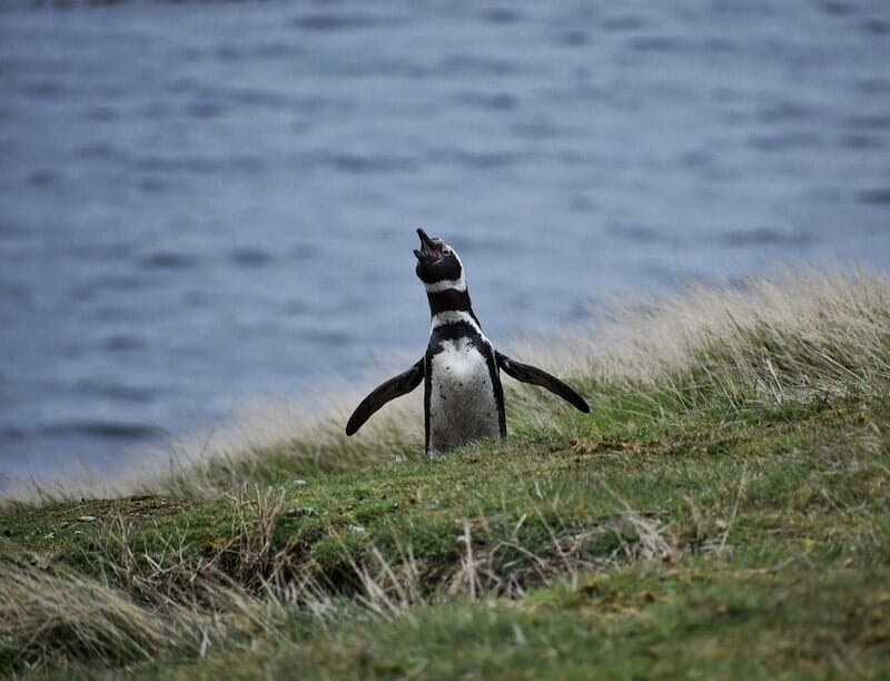 6 Best Places To See Penguins In The Falklands