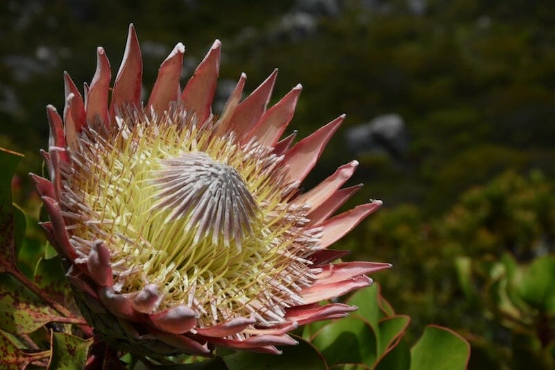 A Guide To The Table Mountain Hike: 14 Best Things To Know