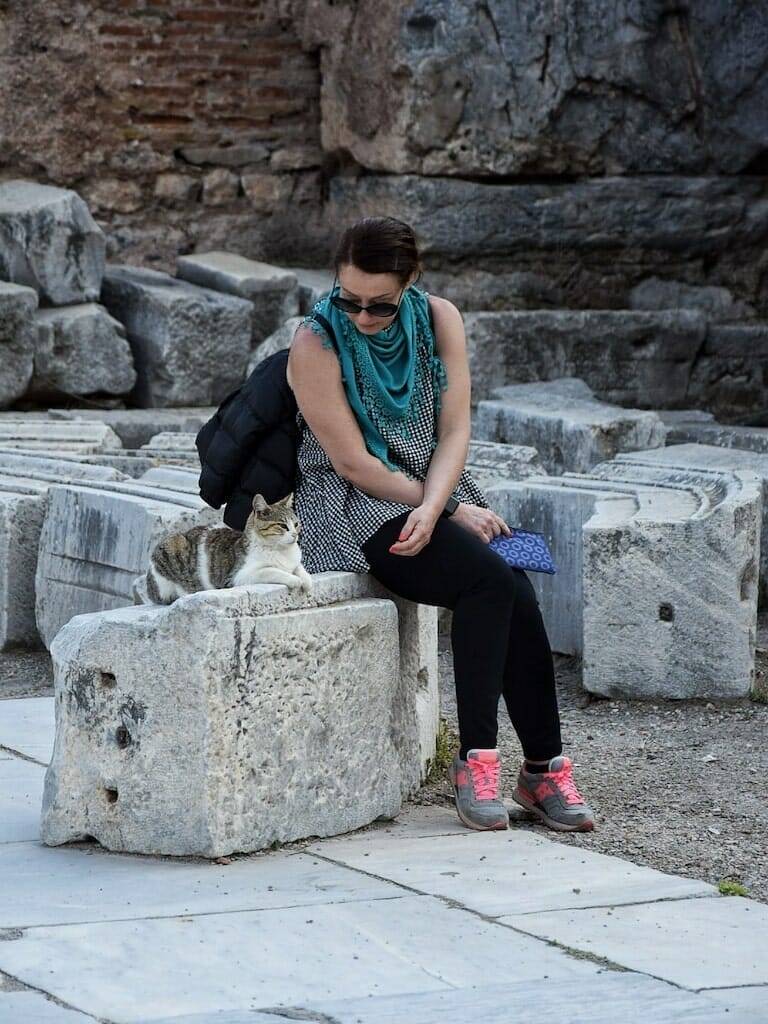 Istanbul Cats: 7 Best Things To Know About Cats In Turkey